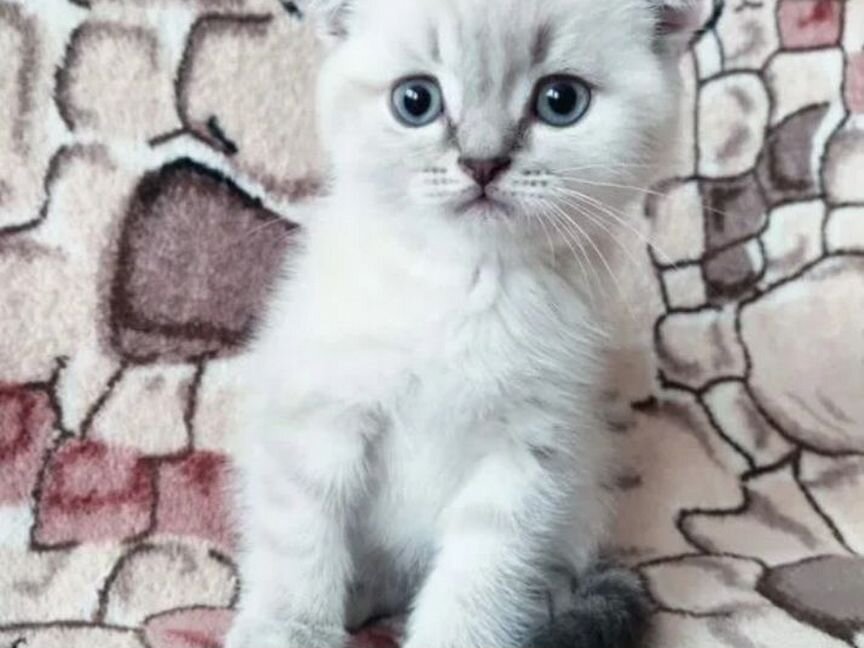 Шотландские вислоухие колор поинт