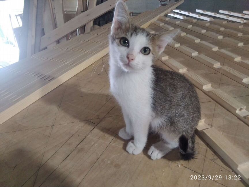 Котята ищут верных друзей