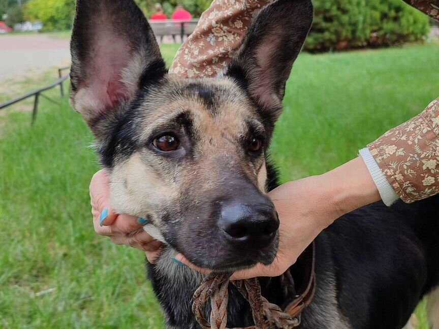 Отдам в добрые руки