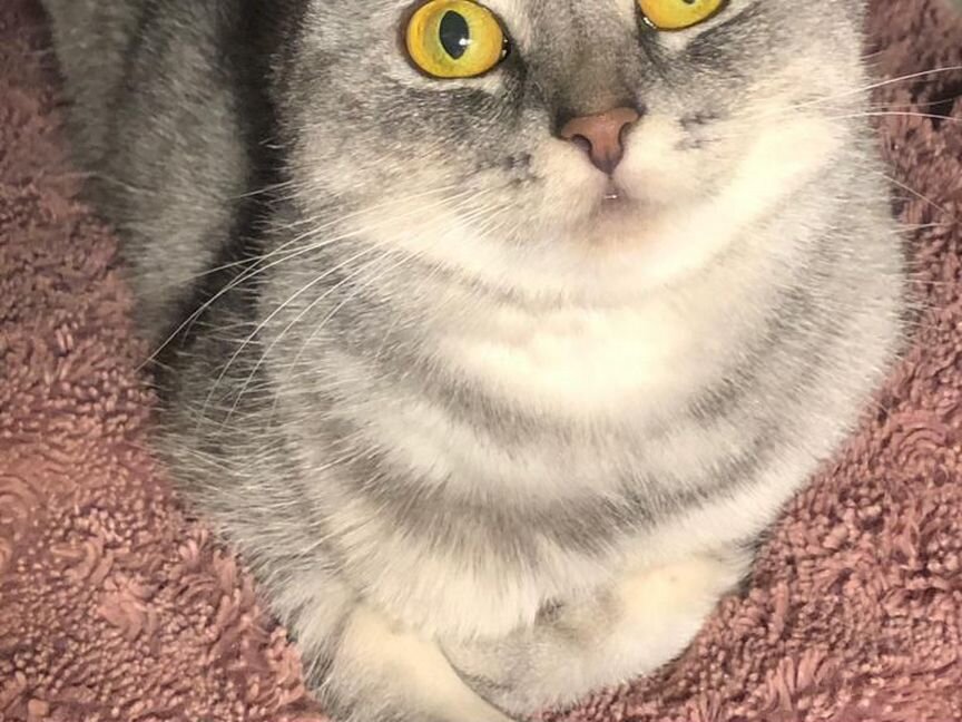 Шотландская вислоухая