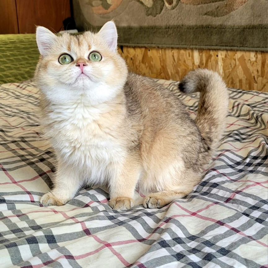 Британские котята шиншилла