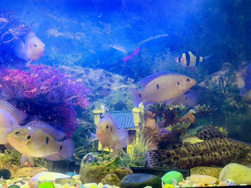 Циклиды красные хемихромис