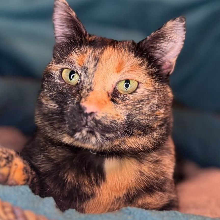 Кошечка