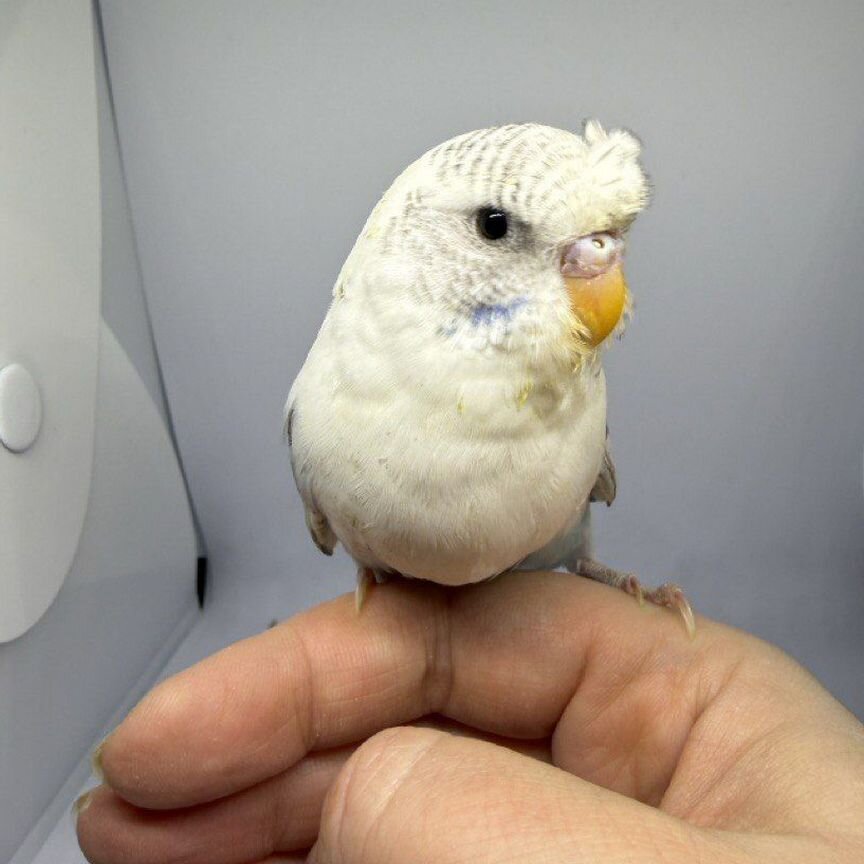 Птенцы волнистых попугаев