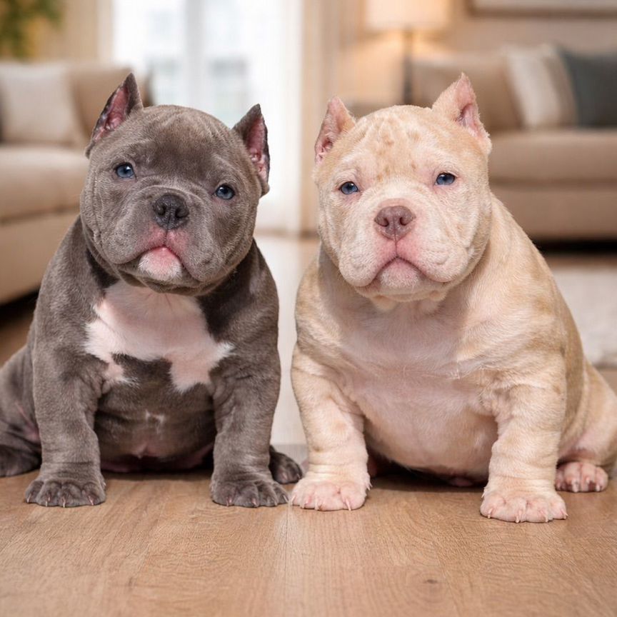 Американский булли, щенок