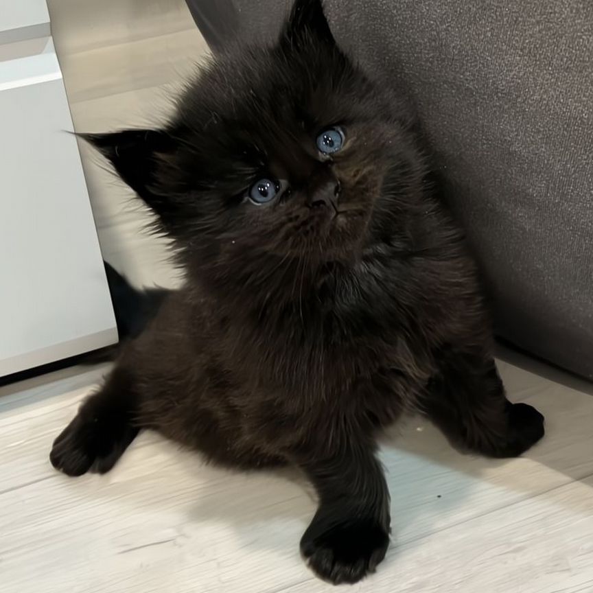 Мейн-кун котёнок