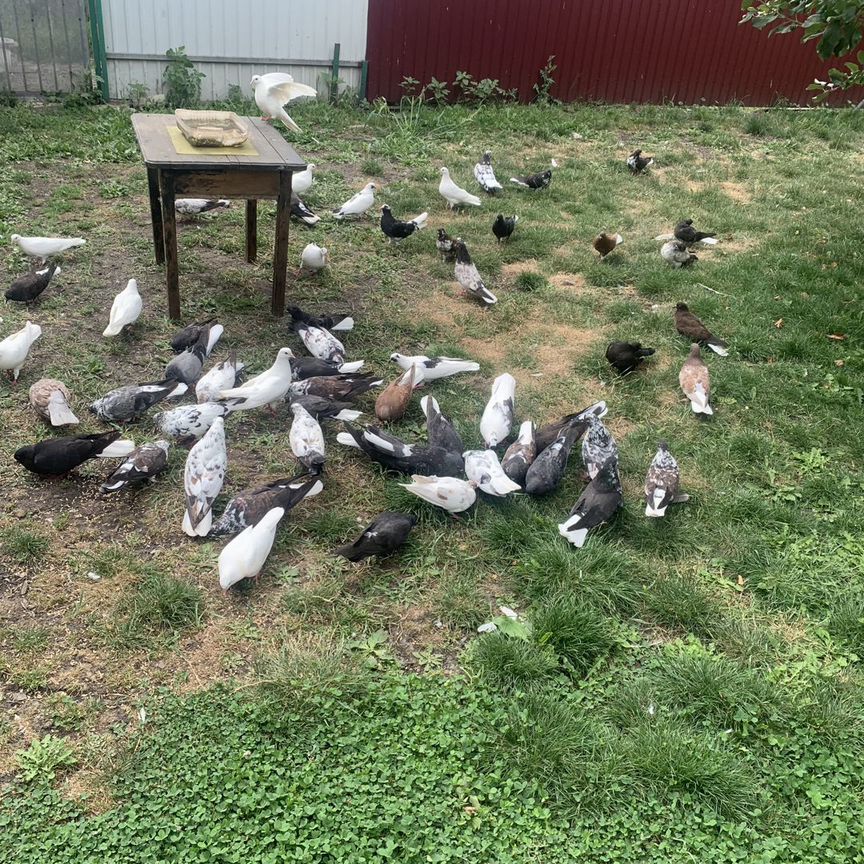 Продам голубей