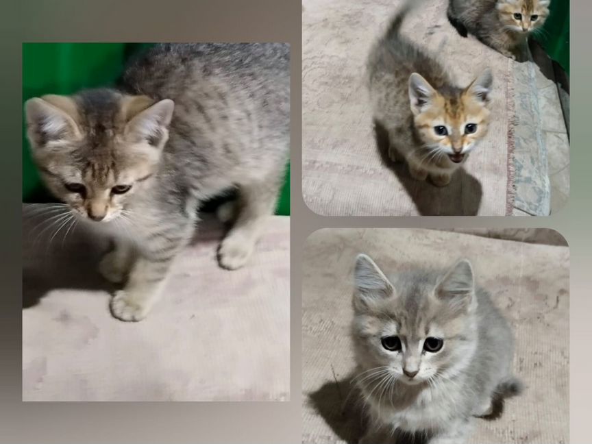 Домашние животные котята