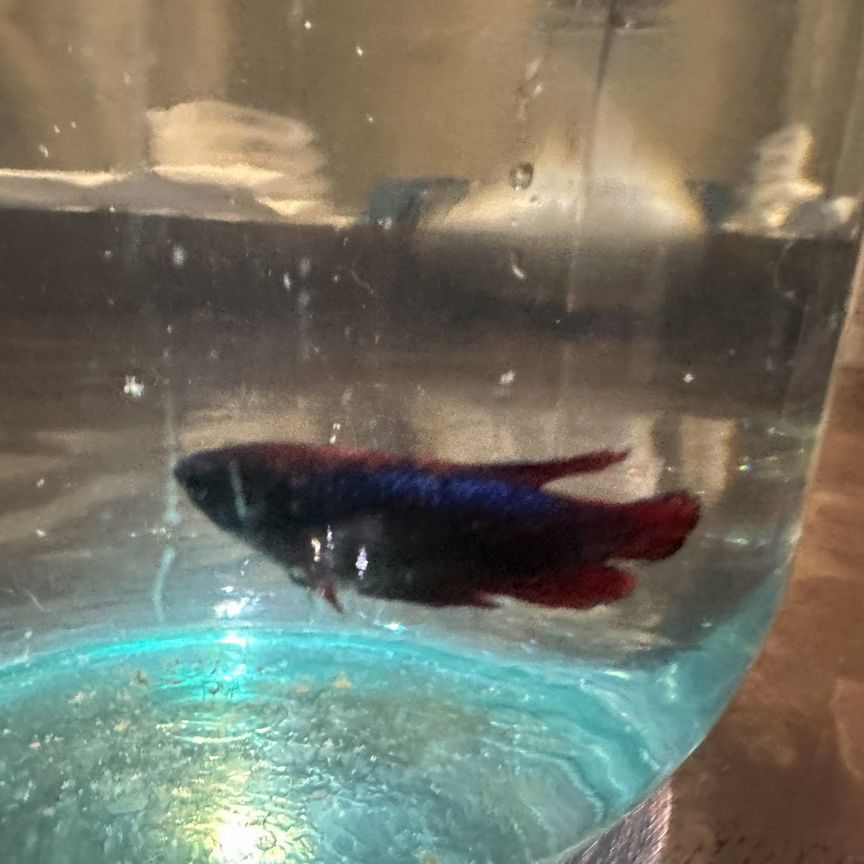 Рыбка петушок самка