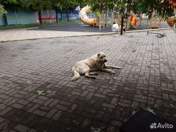 Белый алабай или помесь