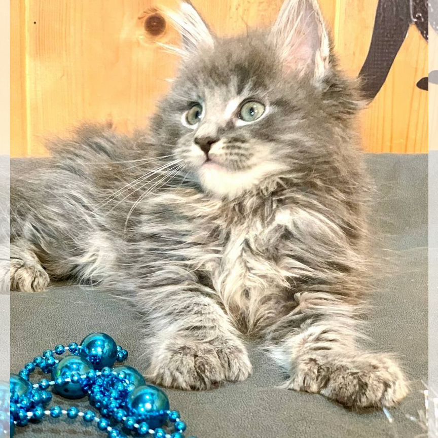 Мейн-кун котёнок