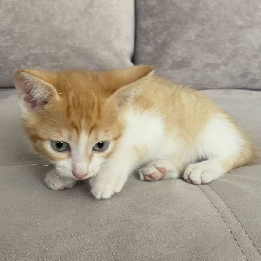 Котёнок в добрые руки