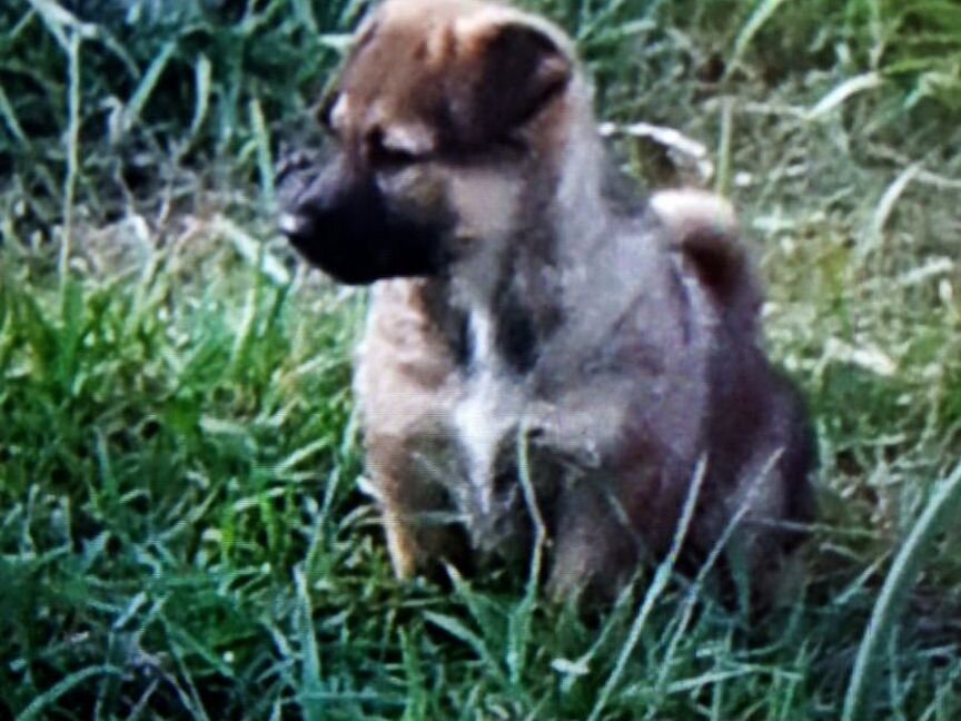 Щенок мальчик бесплатно