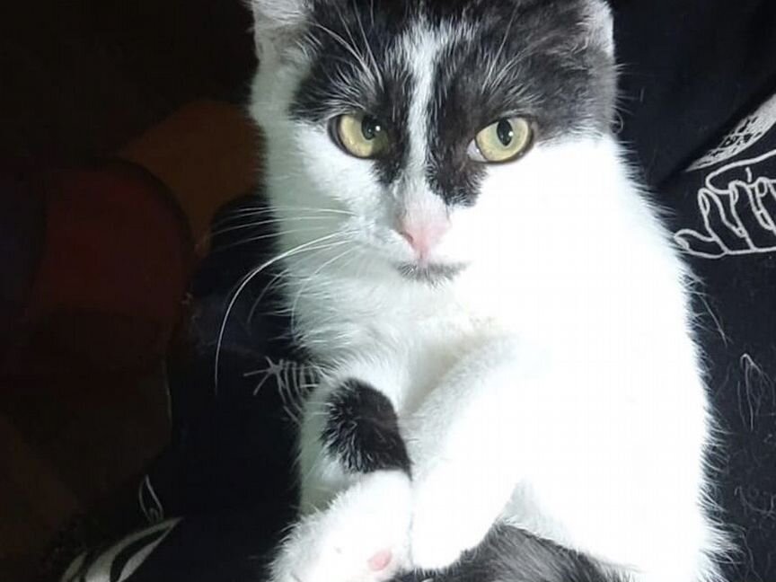 Котенок Ника ищет дом