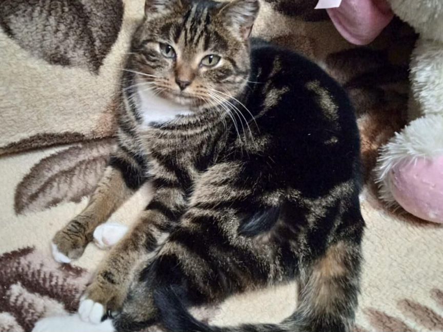 Стерилизованная молодая кошечка, 9 мес