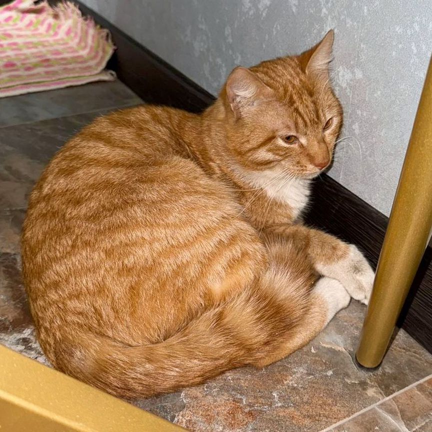 Рыжий кот ищет дом