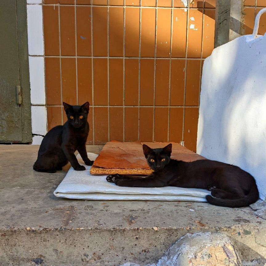Черный котёнок Бусинка