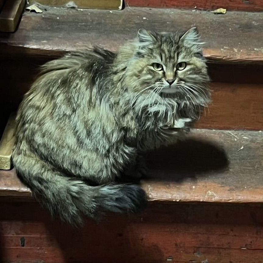 Кошки В добрые руки