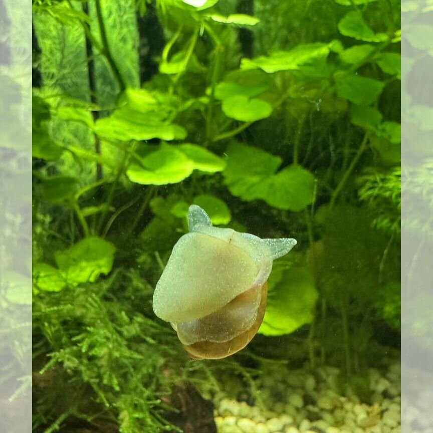 Улитки аквариумные Покемон