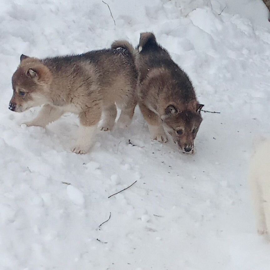 Западносибирская лайка, щенок