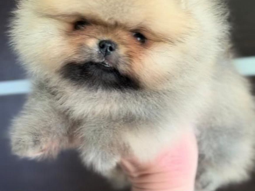 VIP Девочка Померанского Шпица