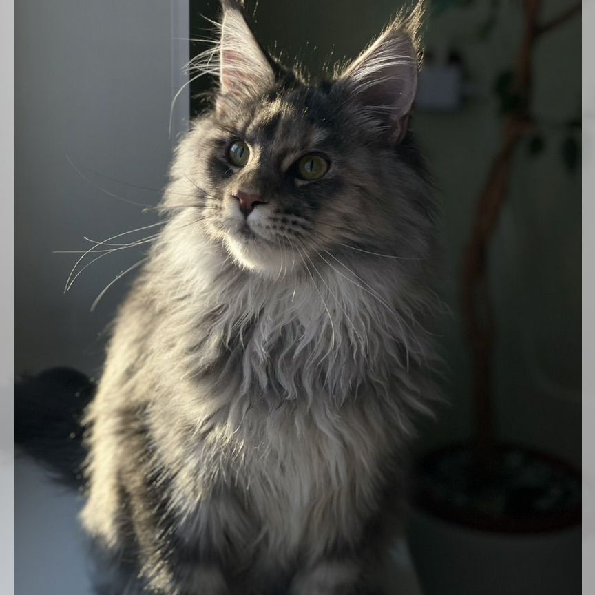 Мейн-кун котёнок