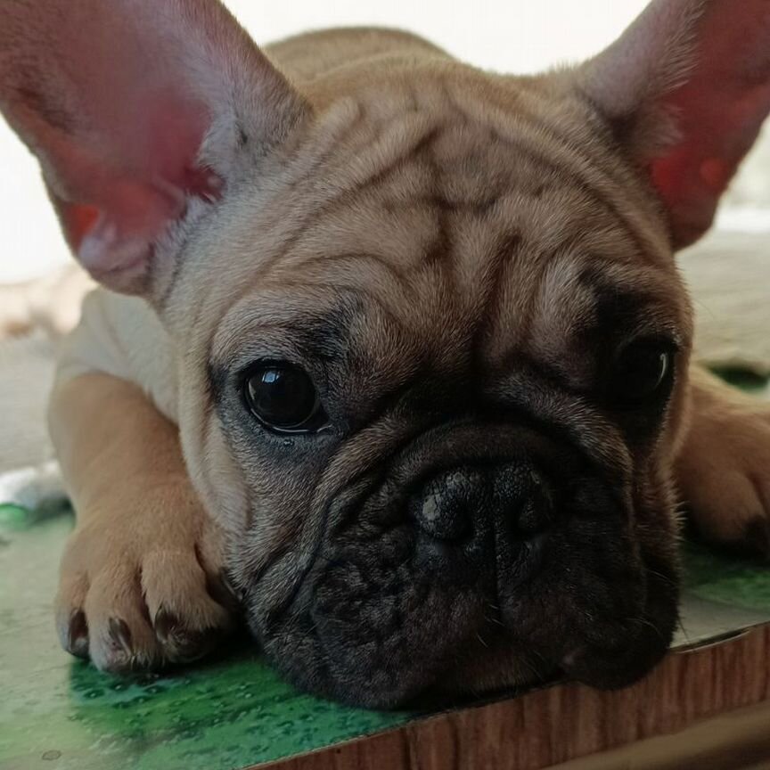 Французский бульдог, щенок