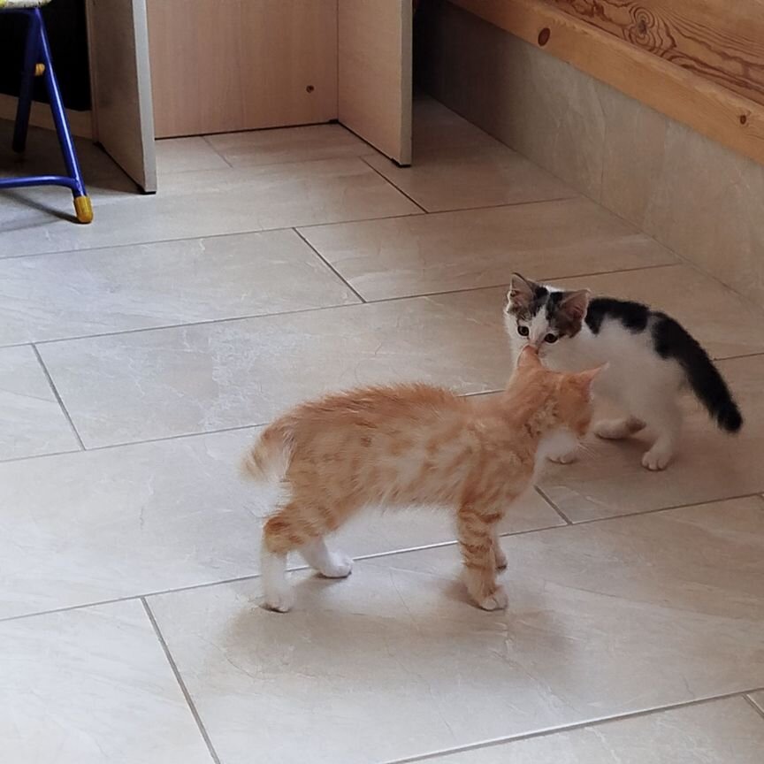 Котята в добрые руки бесплатно