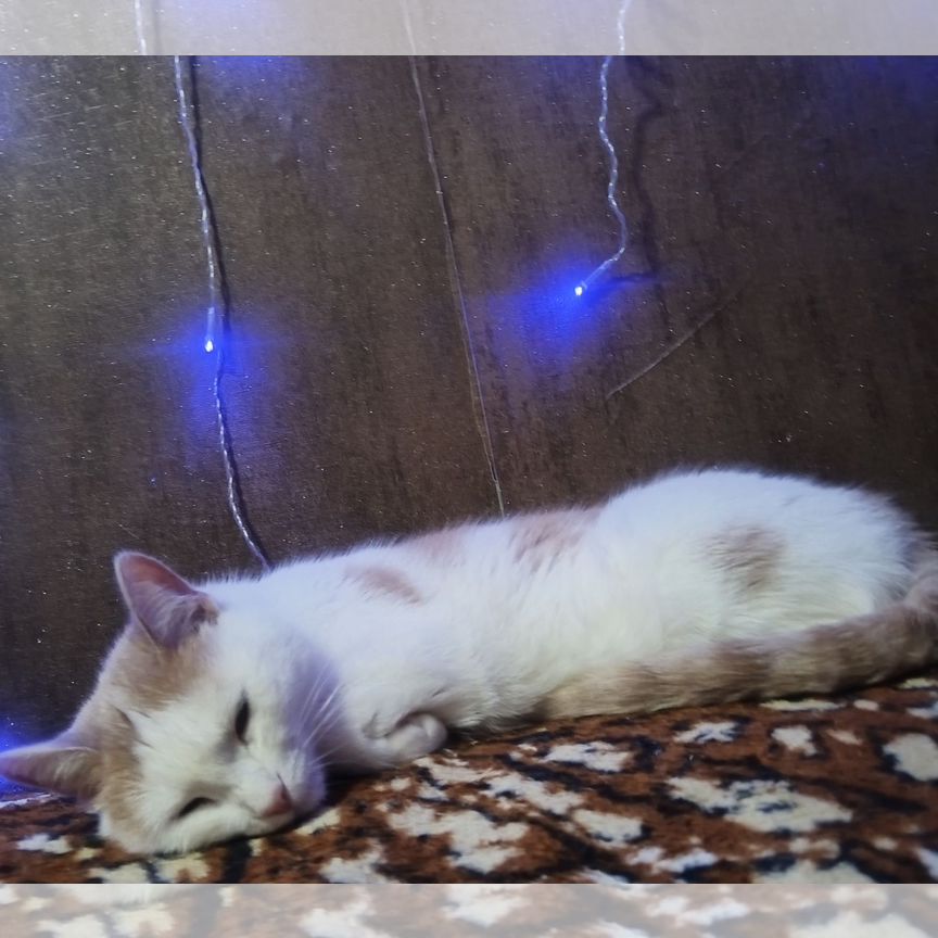 Взрослая кошка в добрые руки