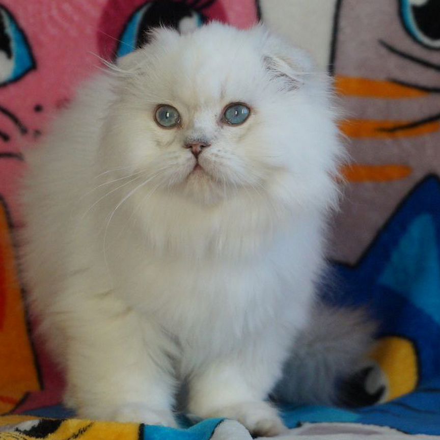 Шотландский вислоухий длинношёрстный котёнок