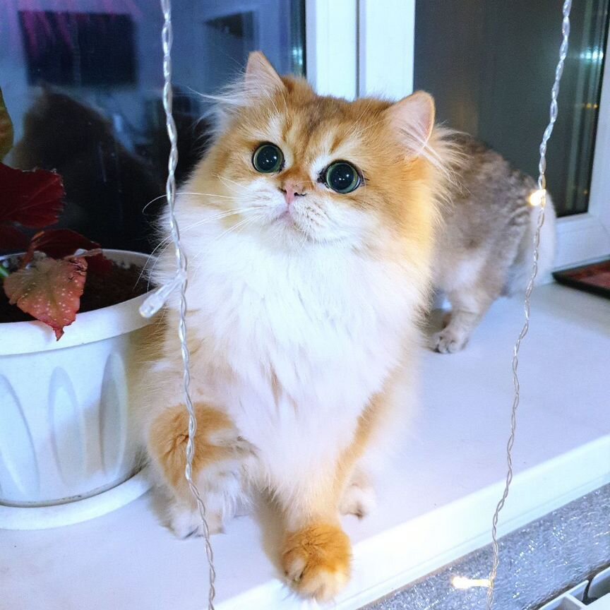 Британские золотые котята шиншилла котик