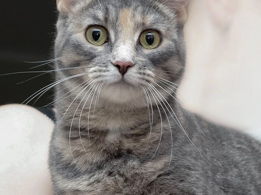 Лера — ласковая кошечка