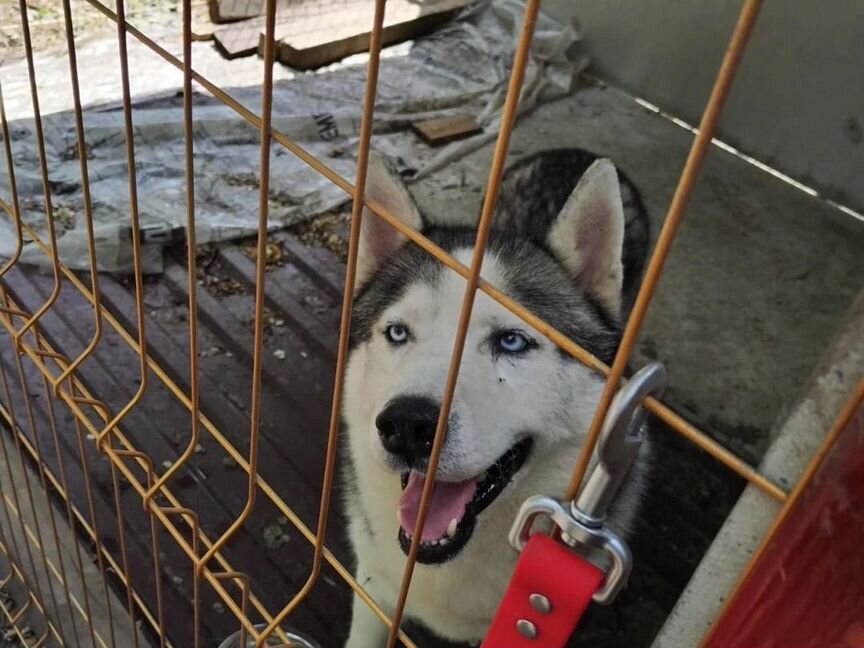 Хаски Руфус