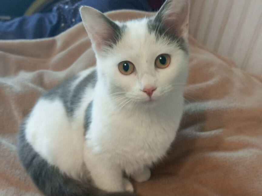 Котята в добрые руки бесплатно