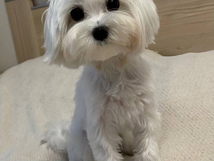 Мальтийская болонка