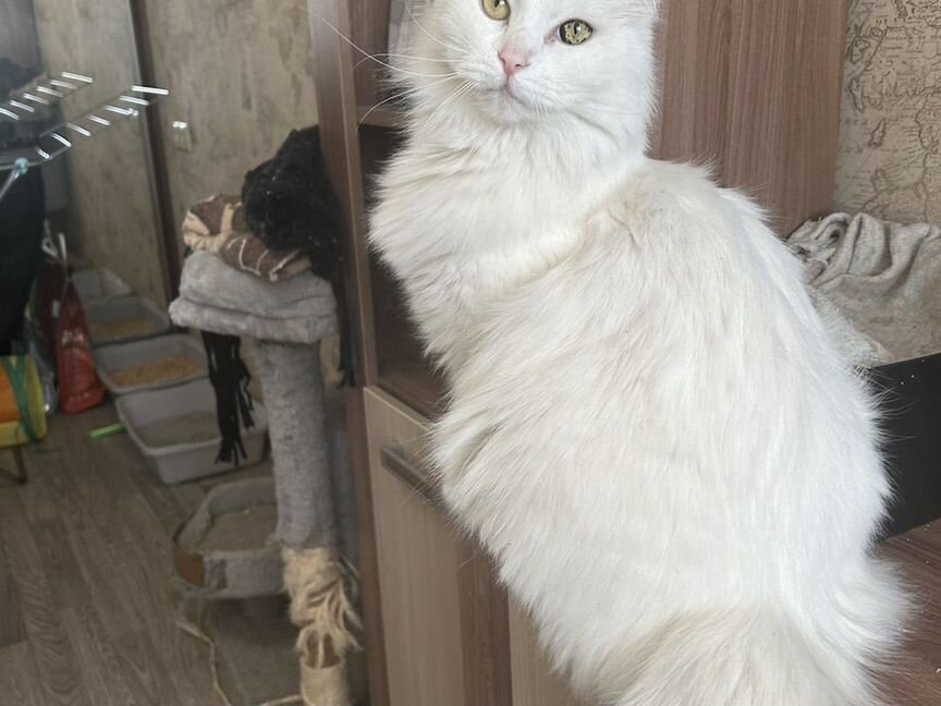 Кот Орфей в добрые руки