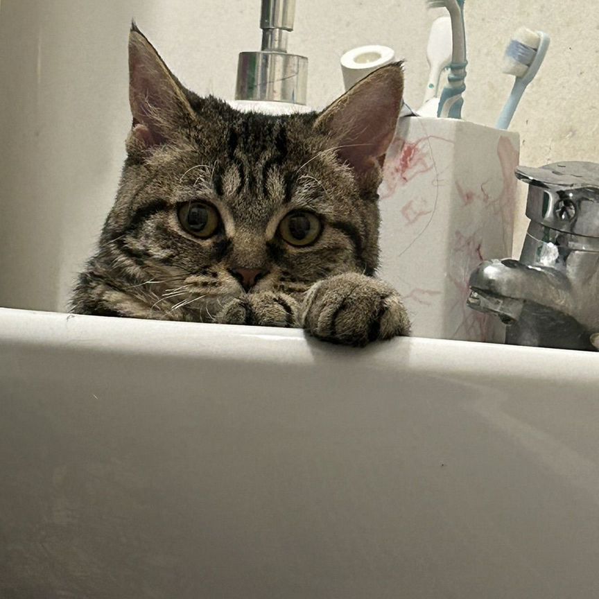 Кошка