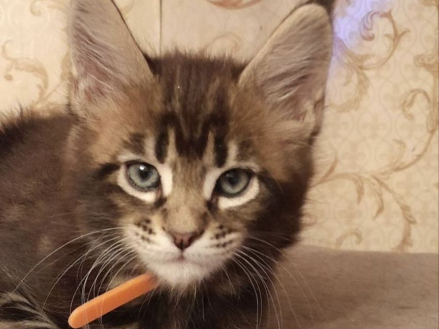 Семья рысяток