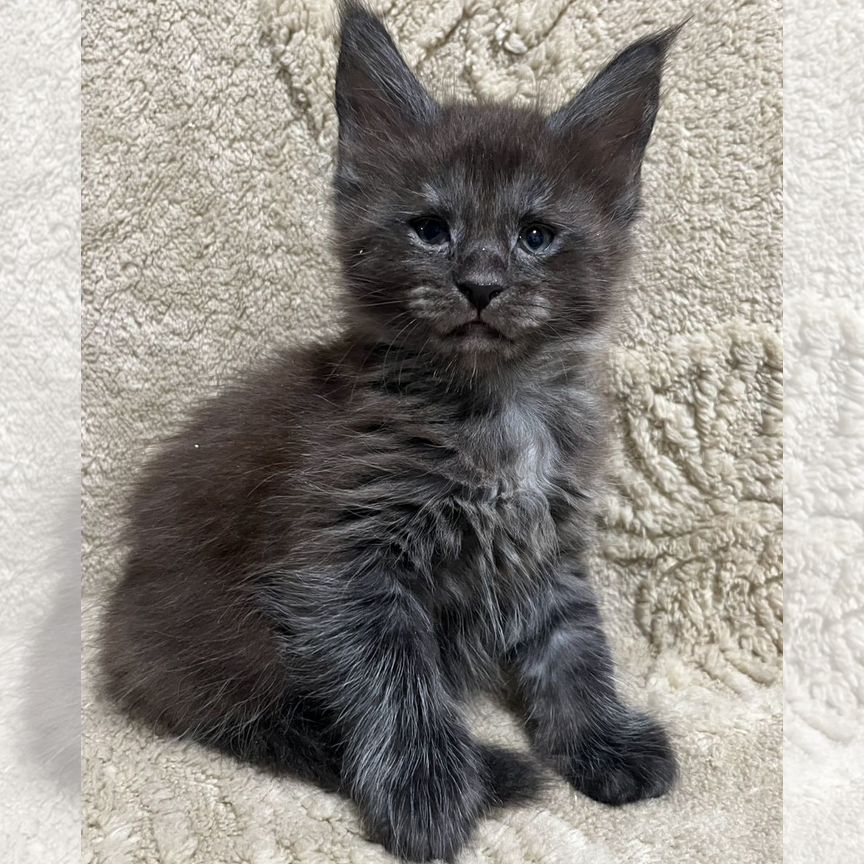 Мейн-кун котёнок