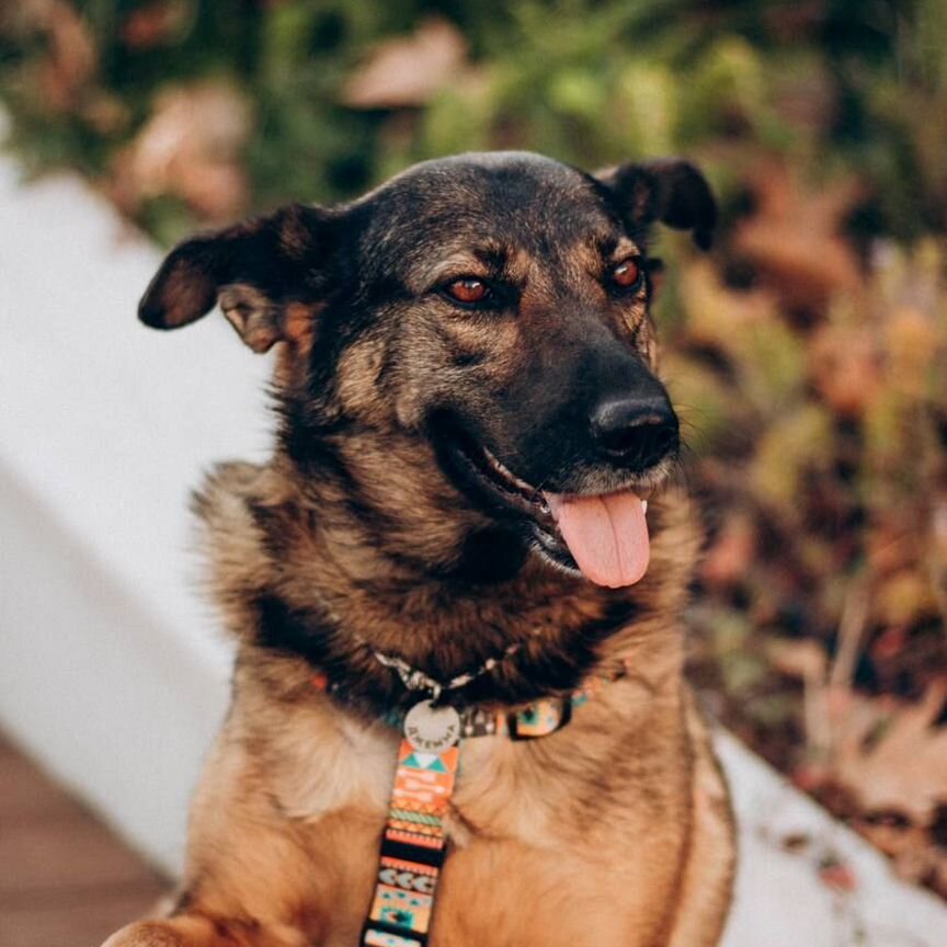 Семейная собака-няня Джемма в добрые руки