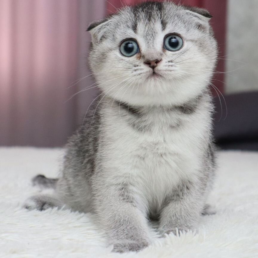 Шотландский вислоухий короткошёрстный котёнок