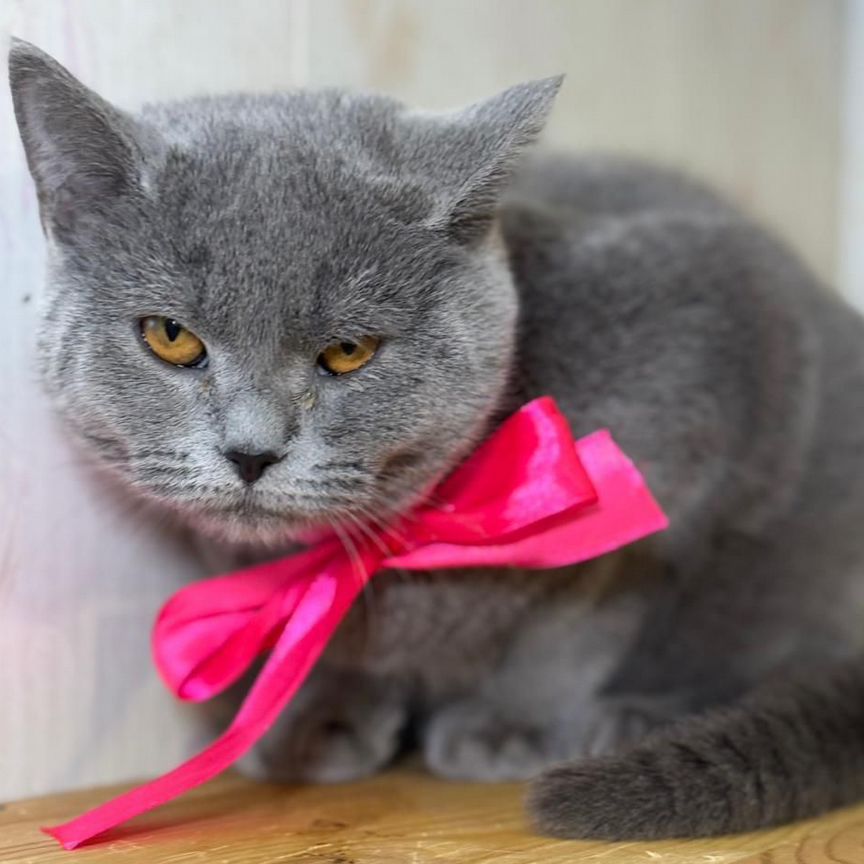 Кошка из приюта Некрасовка