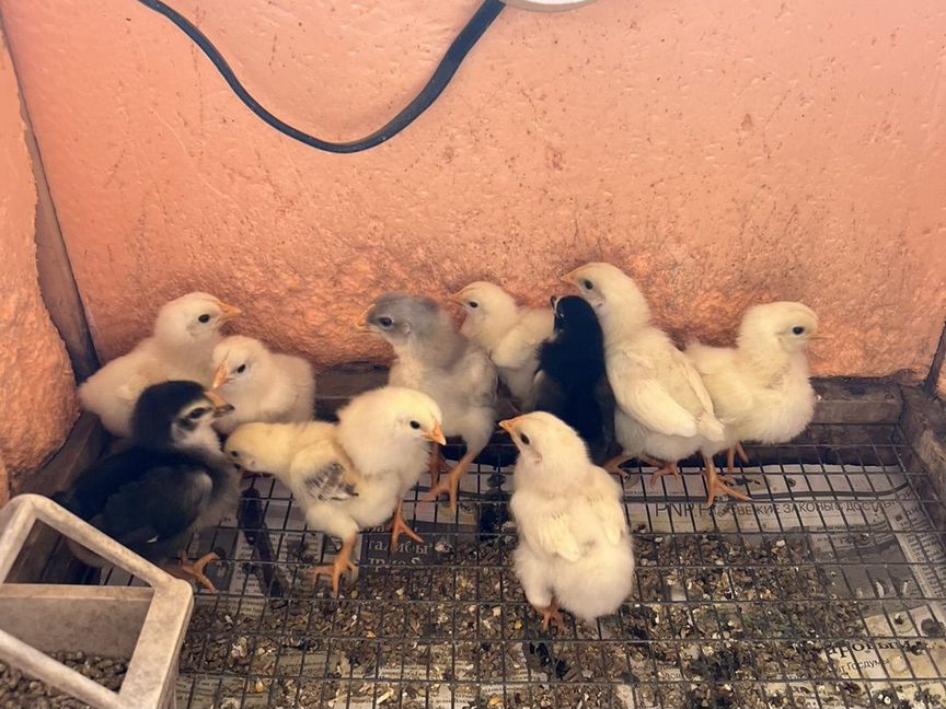 Цыплята кур несушек