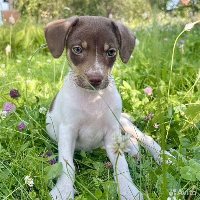 Щенок джек рассел терьера