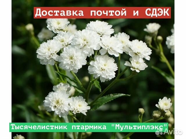 Тысячелистник птармика Мультиплэкс купить в Москве | Товары для дома и ...