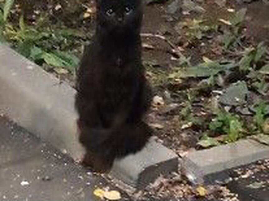 Кошка чёрная с шоколадным оттенком