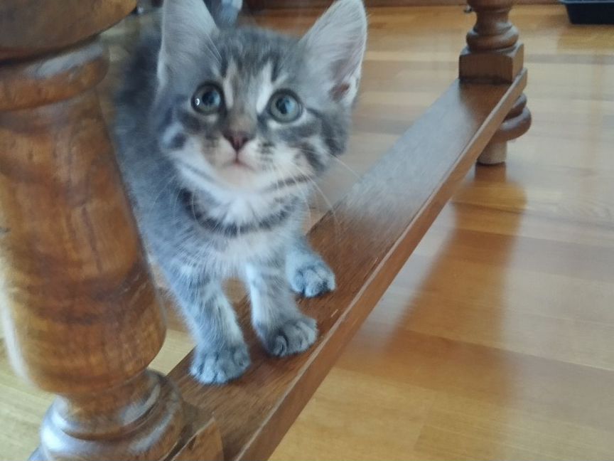 Котёнок девочка