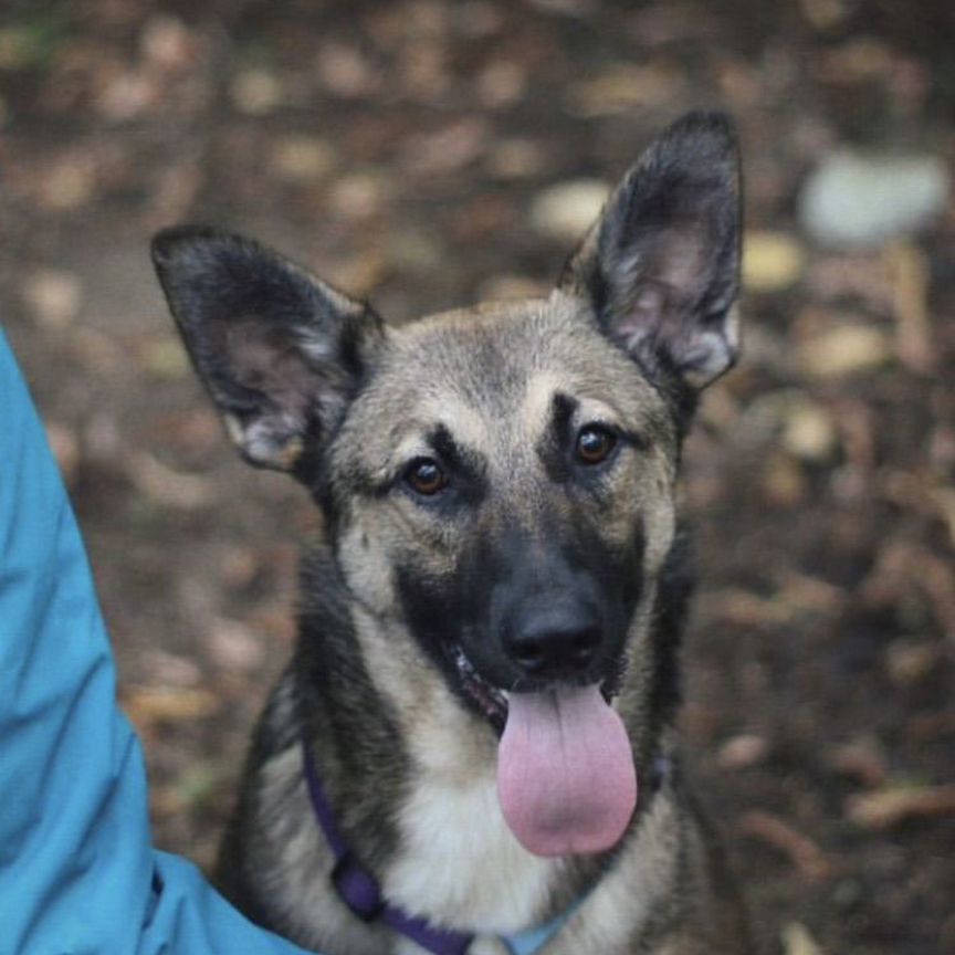 Собачка Плюша