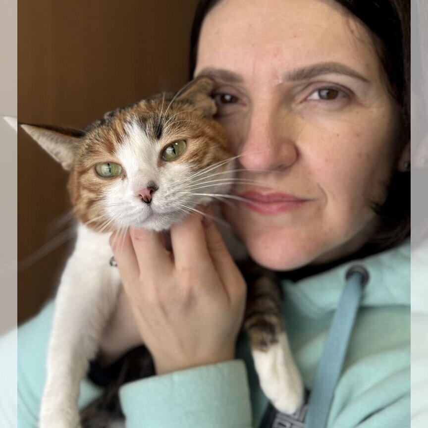 Взрослая, кошка в добрые руки