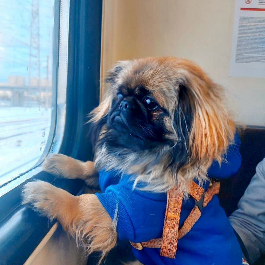 Вязка пекинес